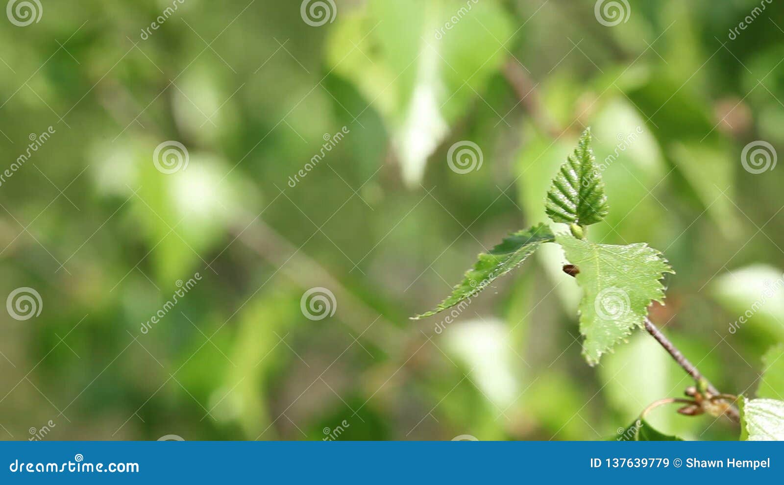 Birch Tree Sprout in the Spring - Slight Wind Movement Stock Video ...