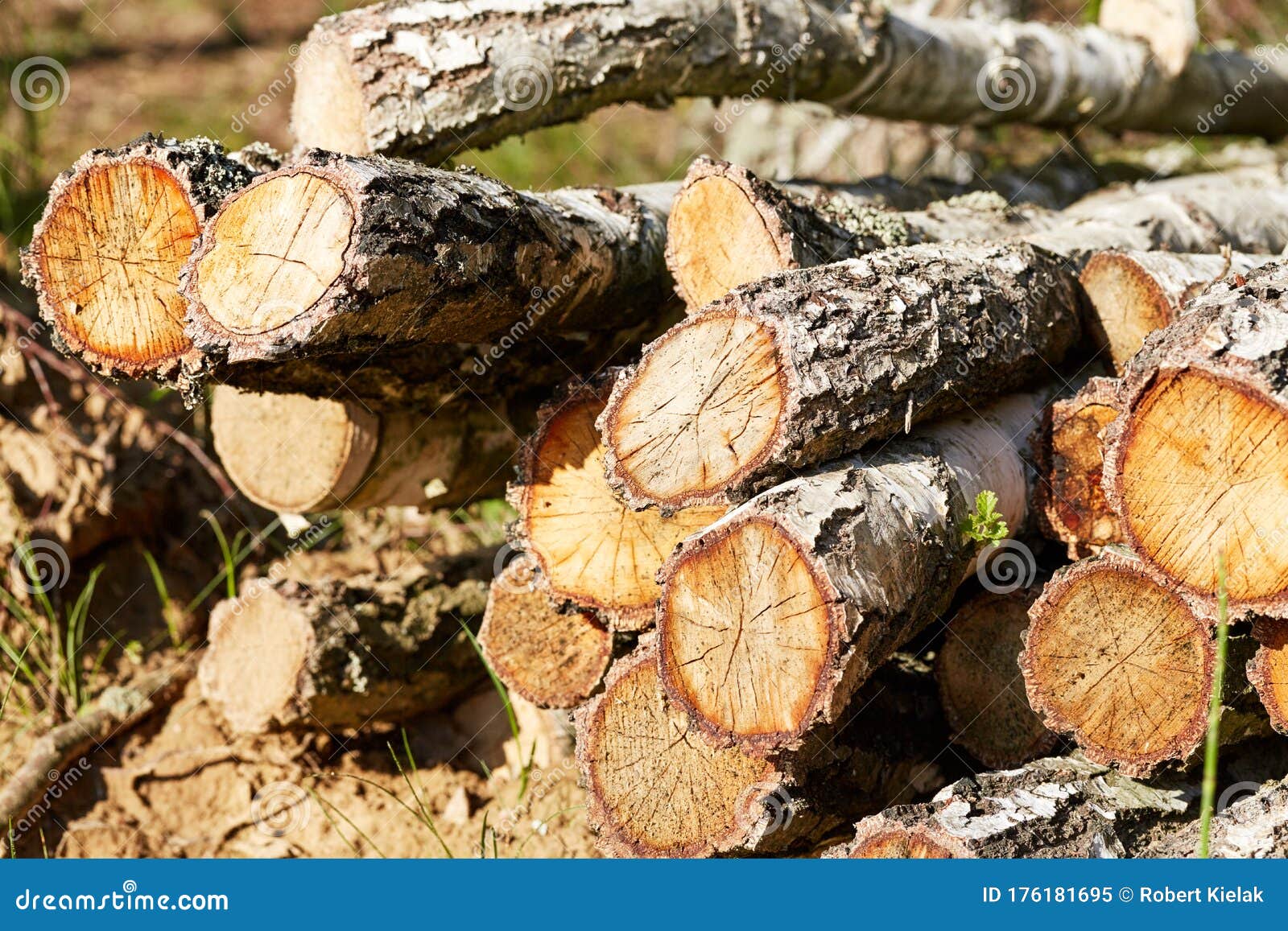 Wooden Log, Tree Cut in Forest. Stock Image - Image of harvest, timber ...