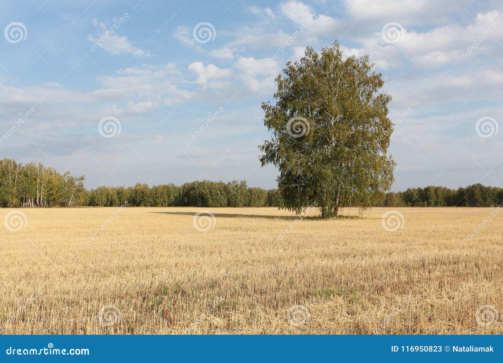 Birch Tree Standing on a Yellow Mow Down Field in Autumn Stock Image ...