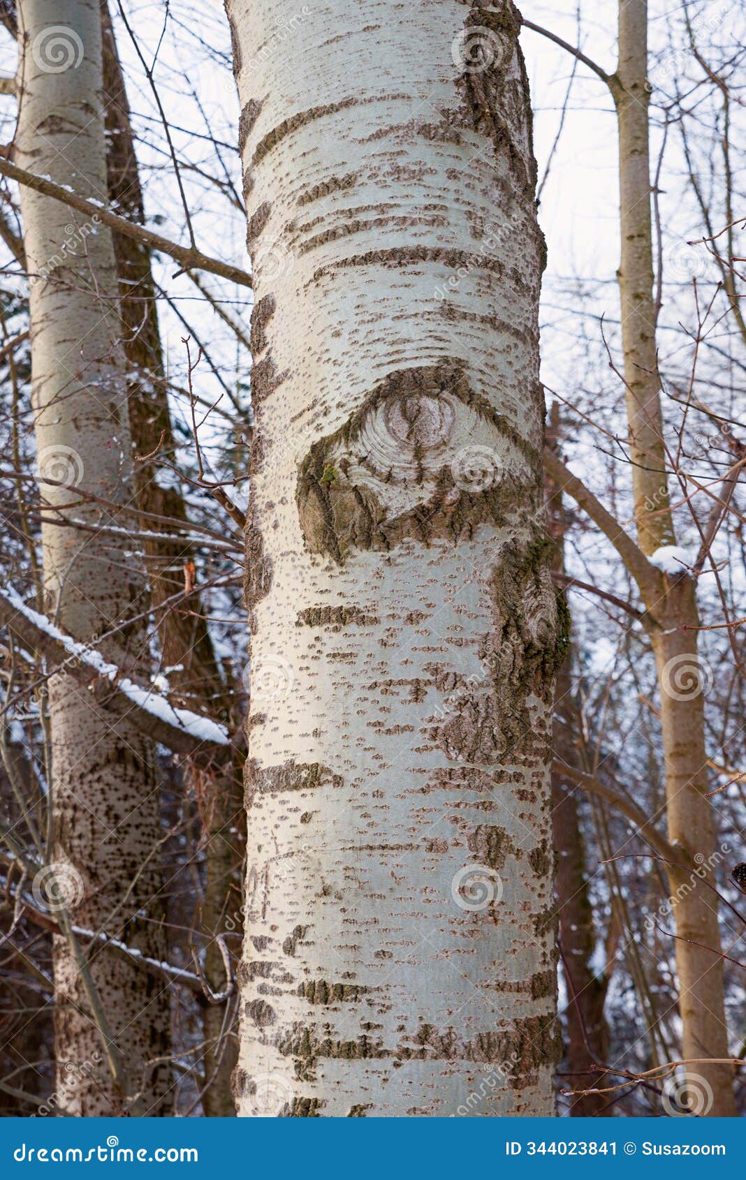 Birch Tree Stem with an Eye in the Bark, Detail Shot in the Winter ...