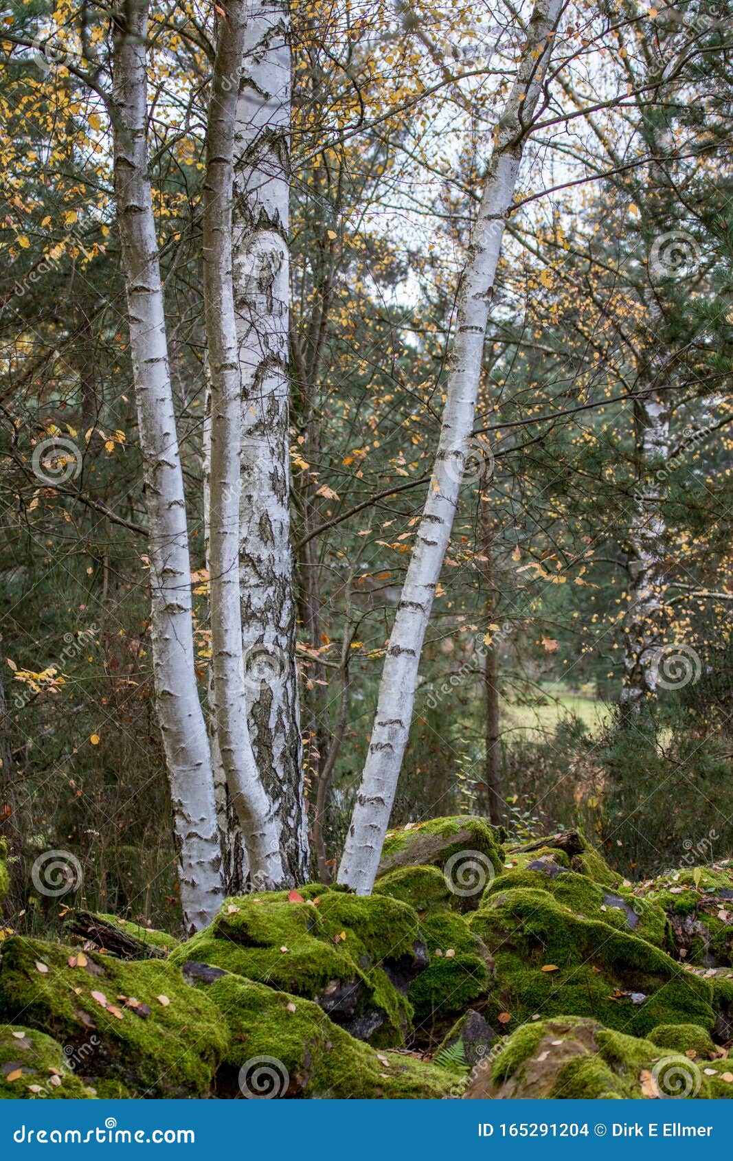 Birch Tree with Moss Surrounded by Autumn Leaves Stock Photo - Image of ... Birch Tree with Moss Surrounded by Autumn Leaves Stock Photo - Image of ...