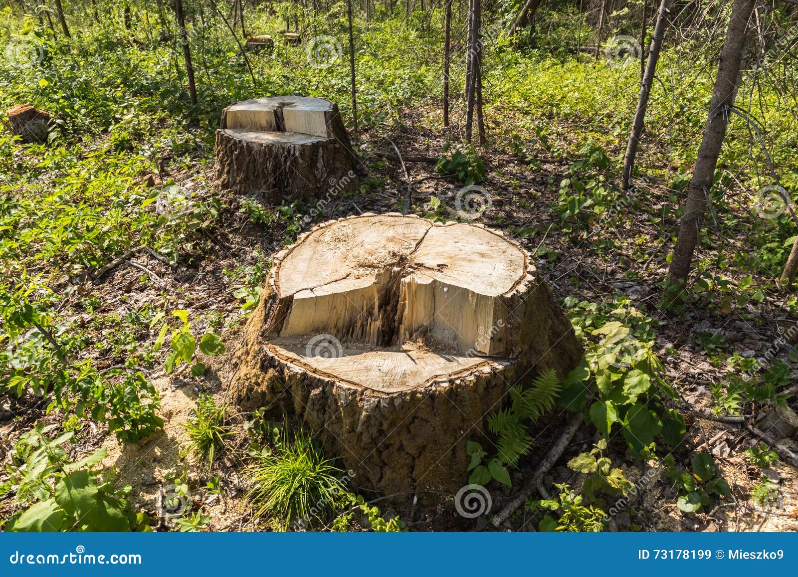 Birch Tree Stump in the Forest Stock Image - Image of ground, removal ...