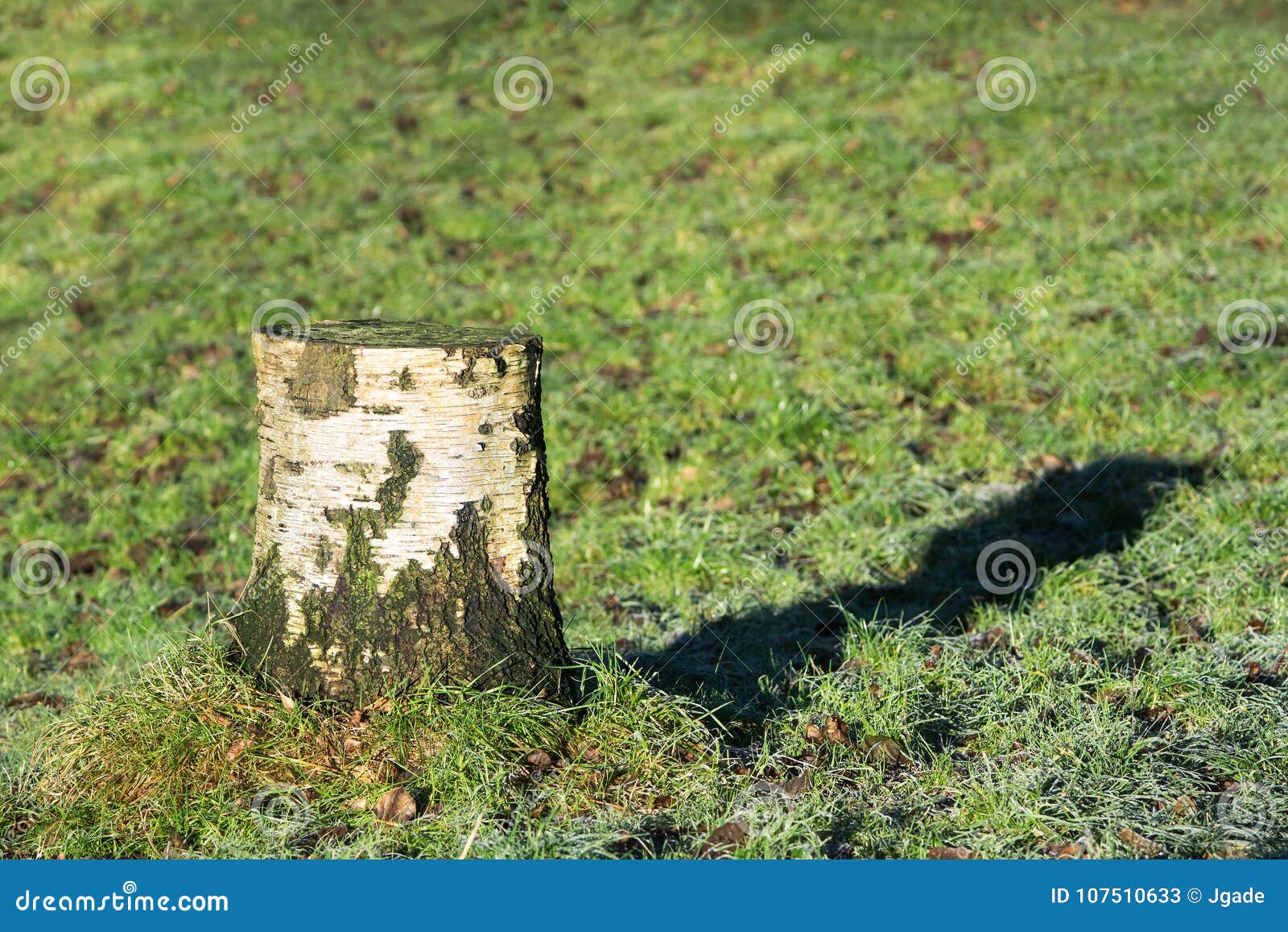 Birch tree stump in lawn stock image. Image of white - 107510633