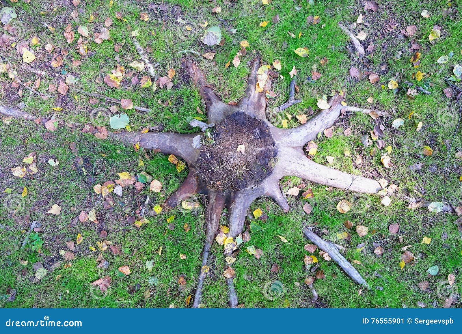 Birch Tree Stump with Roots. Stock Image - Image of fall, pattern: 76555901