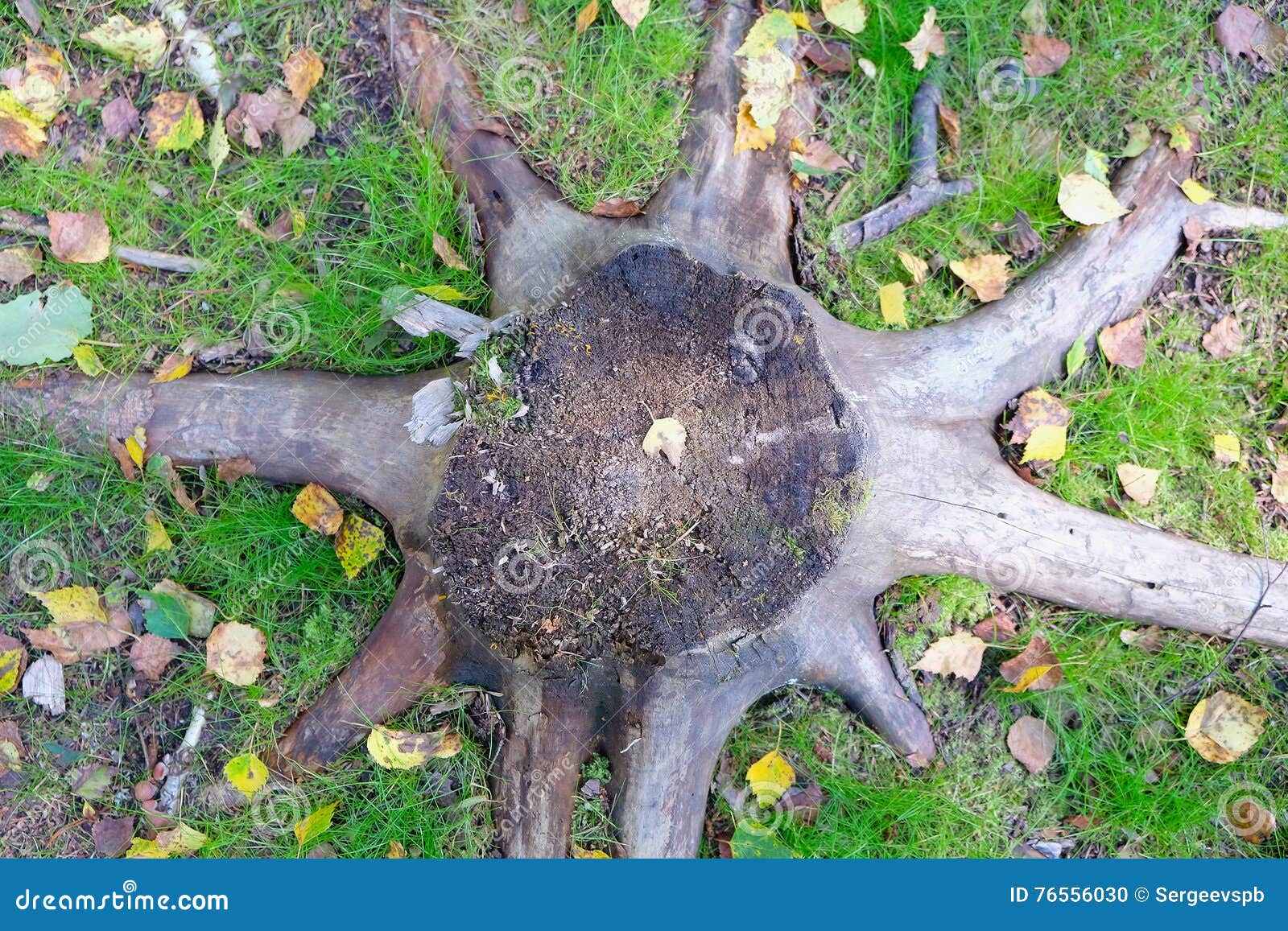 Birch Tree Stump with Roots. Stock Photo - Image of environment, large ...