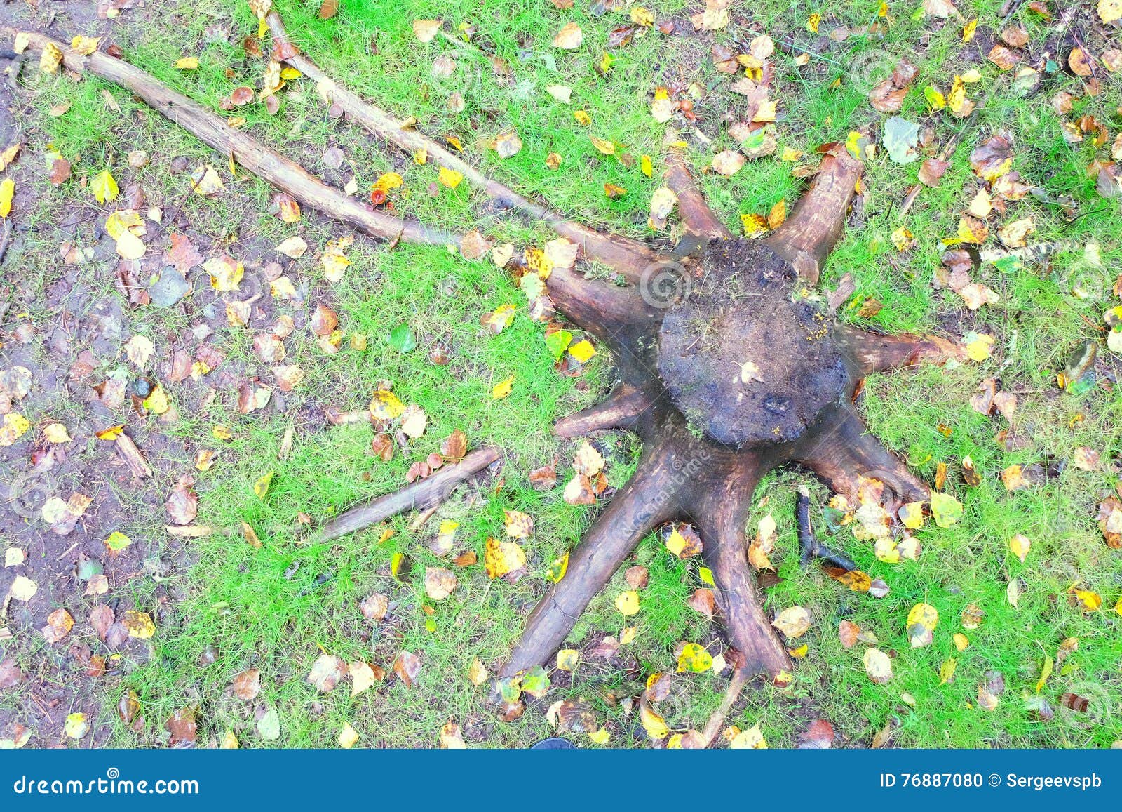 Birch Tree Stump with Roots. Stock Photo - Image of line, nature: 76887080