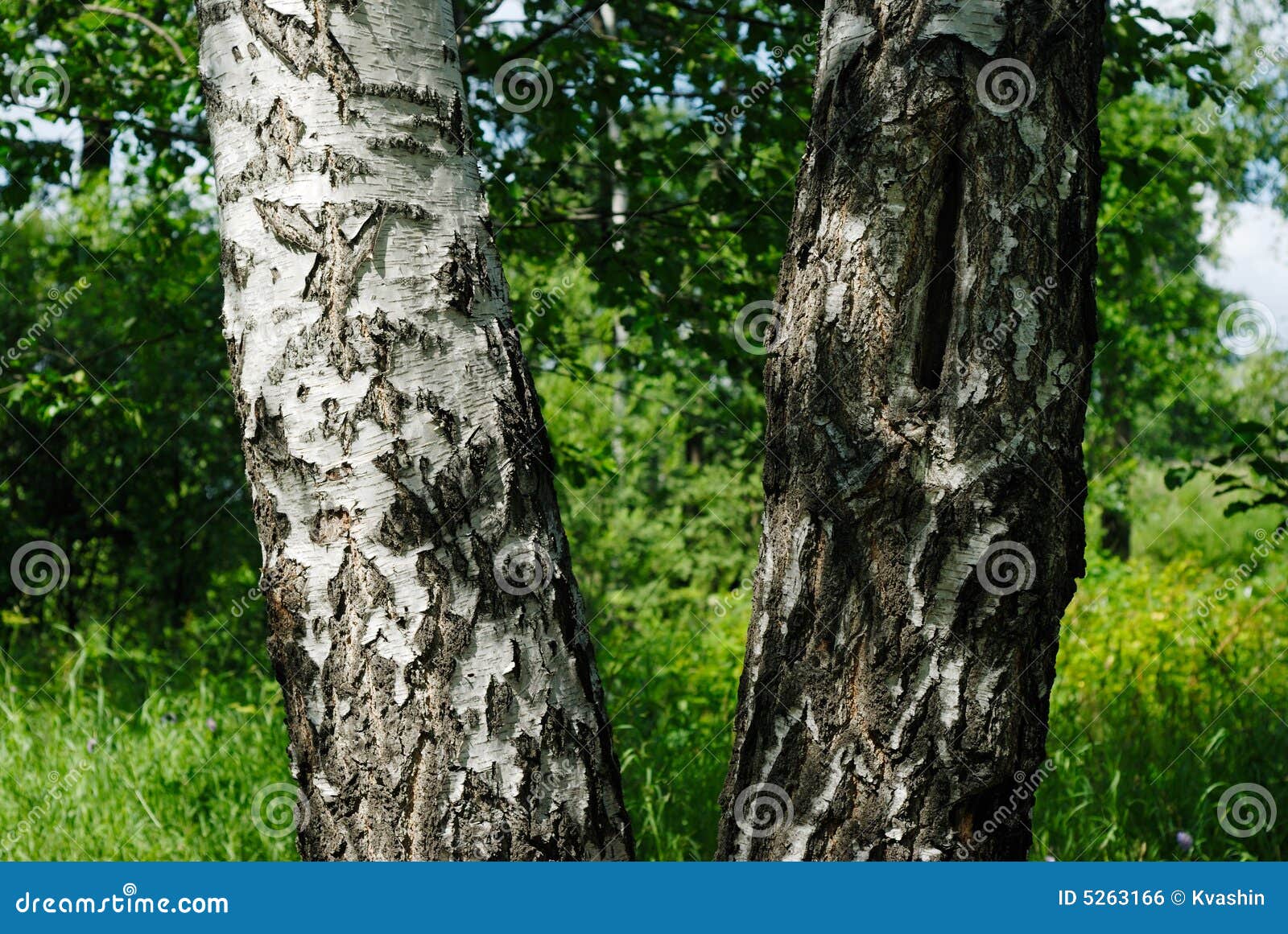 A birch tree in summer stock photo. Image of tree, green - 5263166