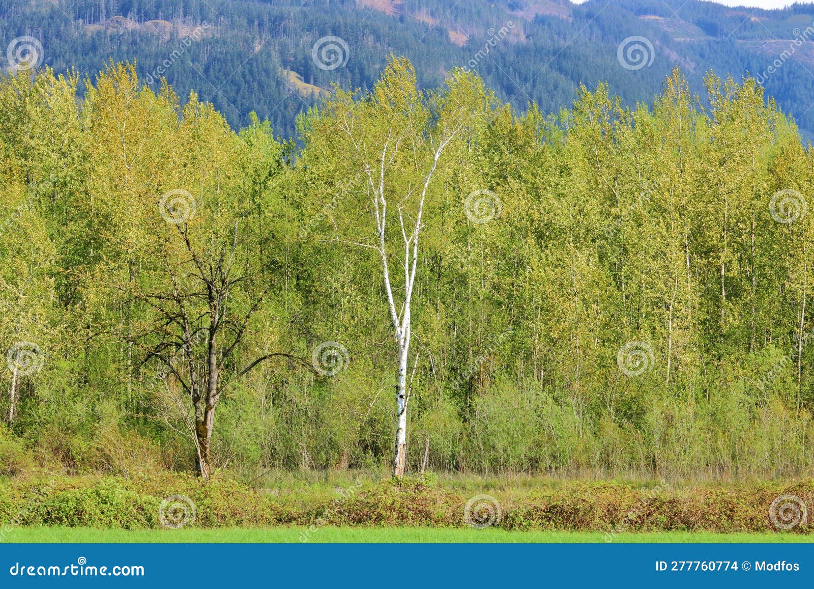 Birch Tree and Summer Forest Stock Photo - Image of leafs, woodland ...