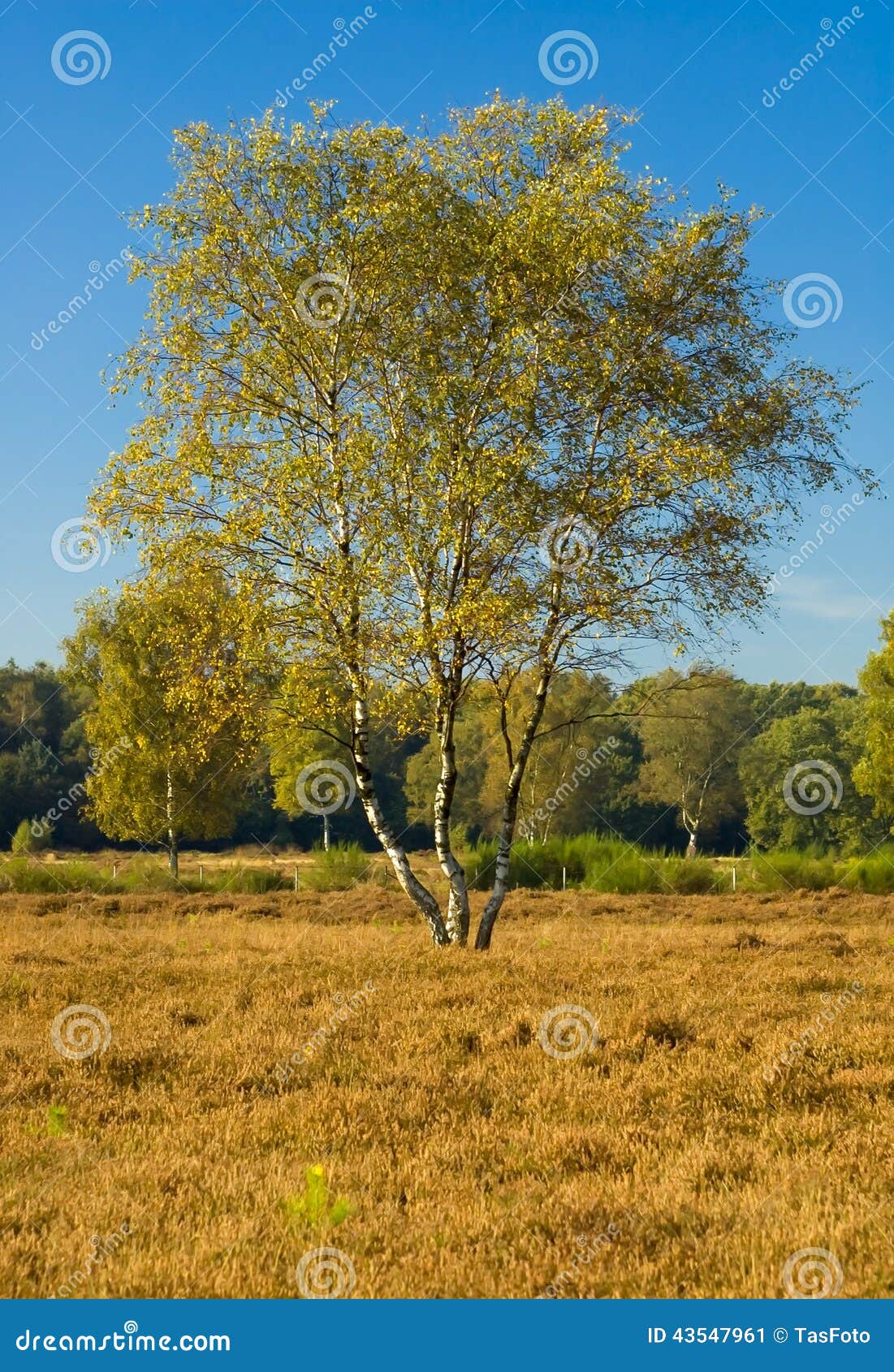 Birch Tree in Summer, Netherlands Stock Image - Image of seasons ...