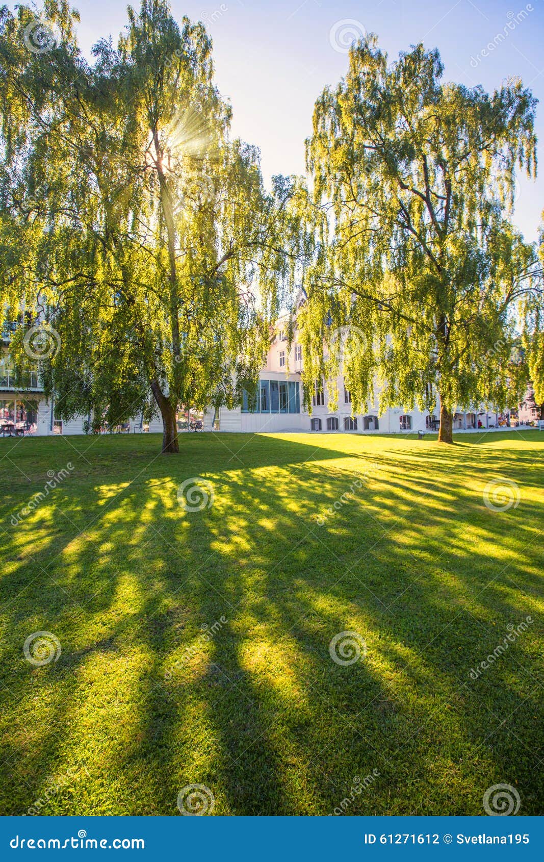 The birch tree in the sun. stock photo. Image of landscape - 61271612