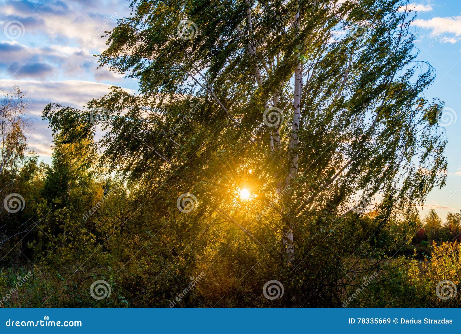 Birch tree at sundown stock image. Image of autumn, sundown - 78335669