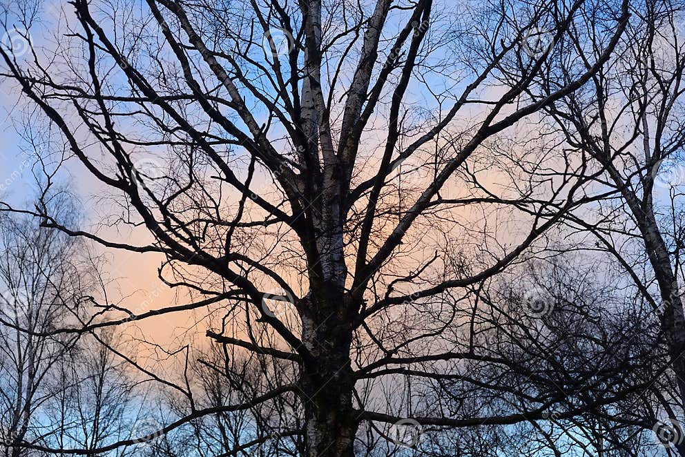 Birch tree at sunset stock image. Image of outdoor, branch - 135028787