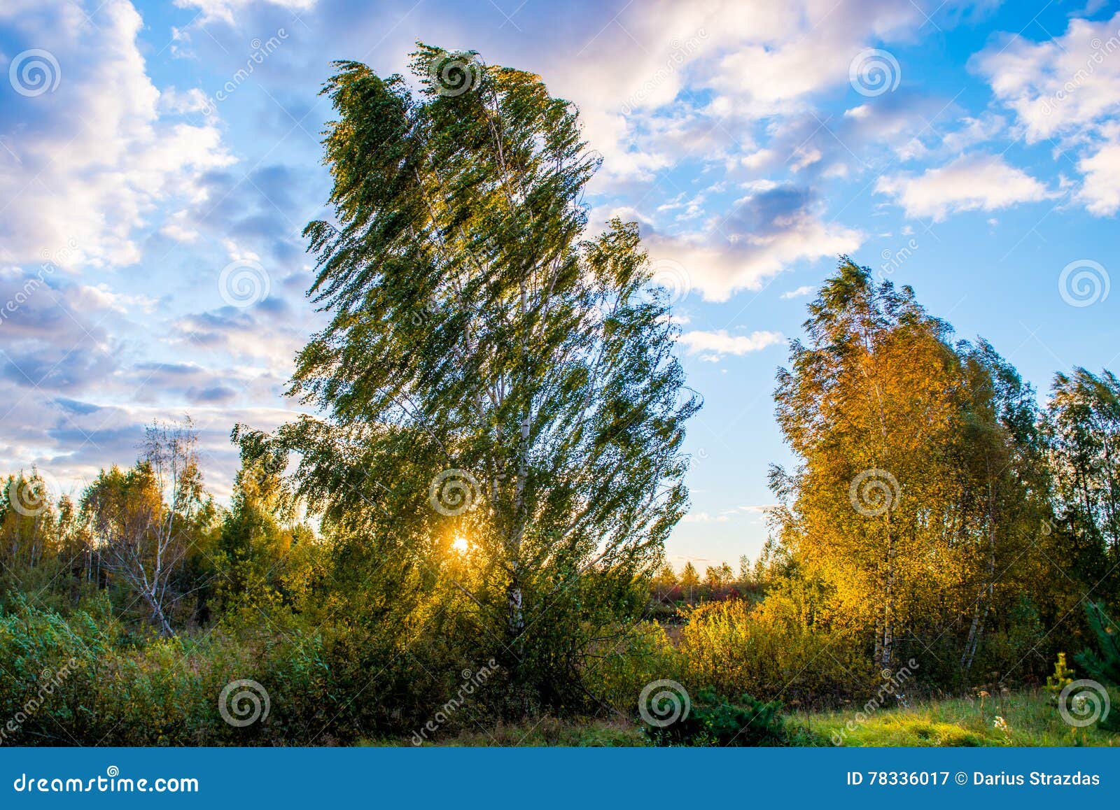 Birch tree at sunset stock image. Image of colorful, leaves - 78336017