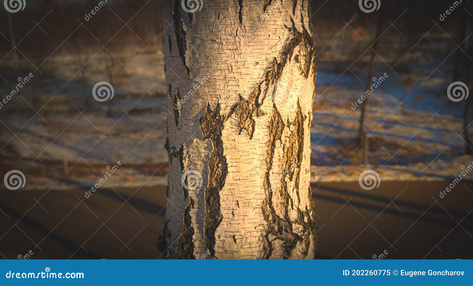 Birch Tree Sunset, Winter in Russia Stock Image - Image of park, sunset ...