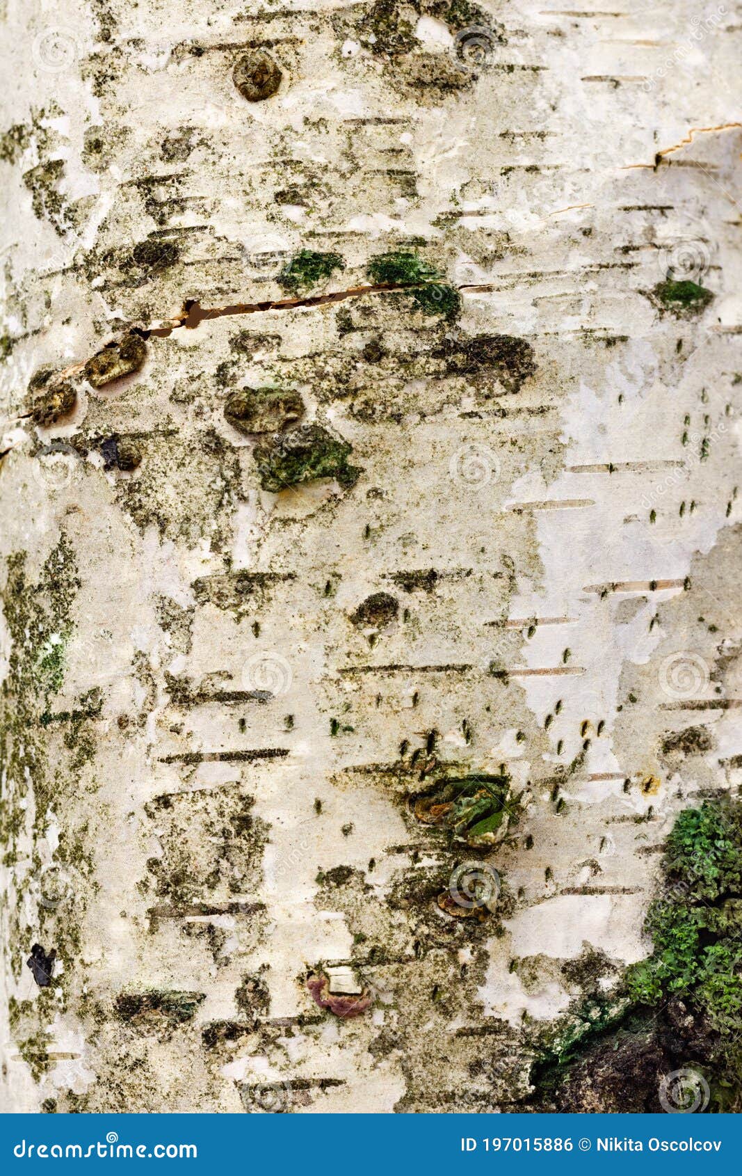 Birch Tree Surface Texture, Isolated, Close-up without Background ...