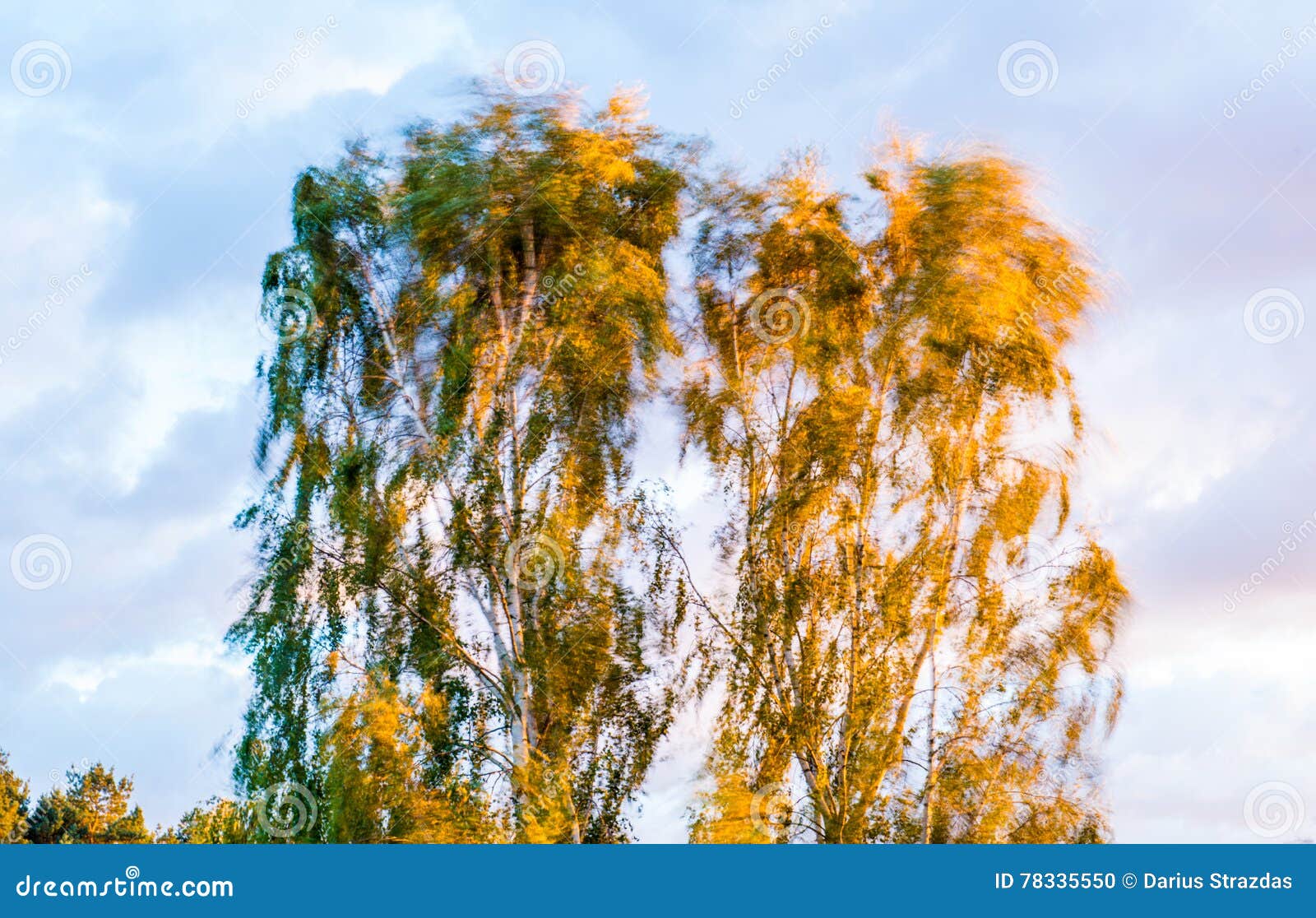 Birch Tree Swinging Leaves in Wind Stock Photo - Image of yellow ...