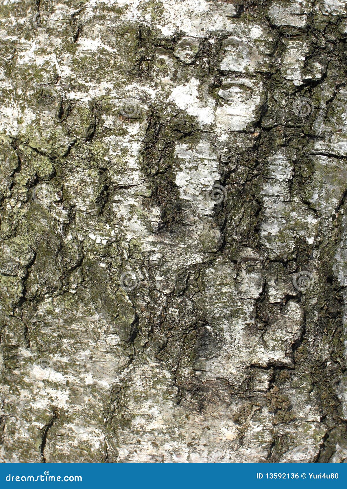 Birch tree texture stock photo. Image of rough, backgrounds - 13592136