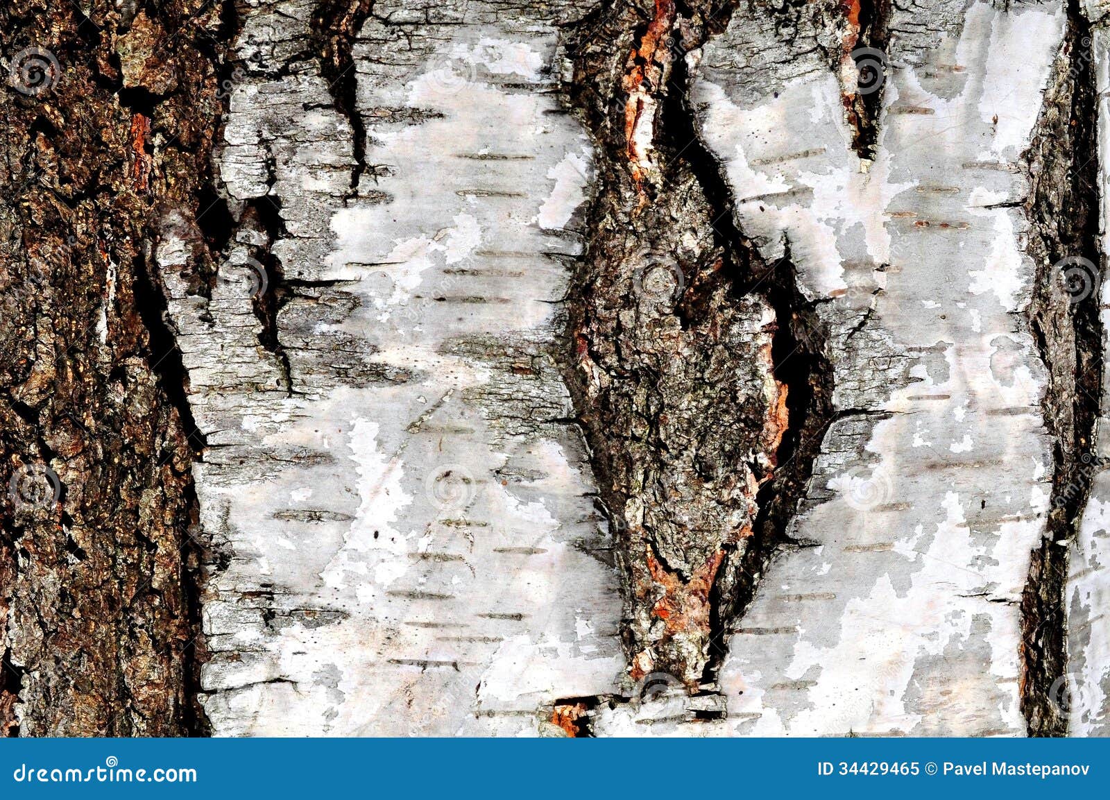 Birch tree stock image. Image of rings, flora, layer - 34429465