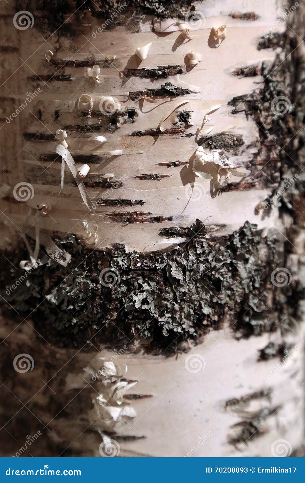 Birch tree texture stock image. Image of pattern, background - 70200093