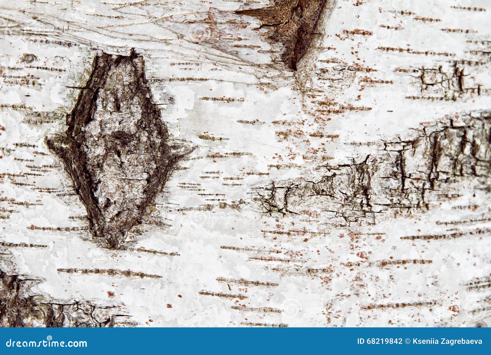 Birch Tree Texture Pattern Royalty-Free Stock Image | CartoonDealer.com ...