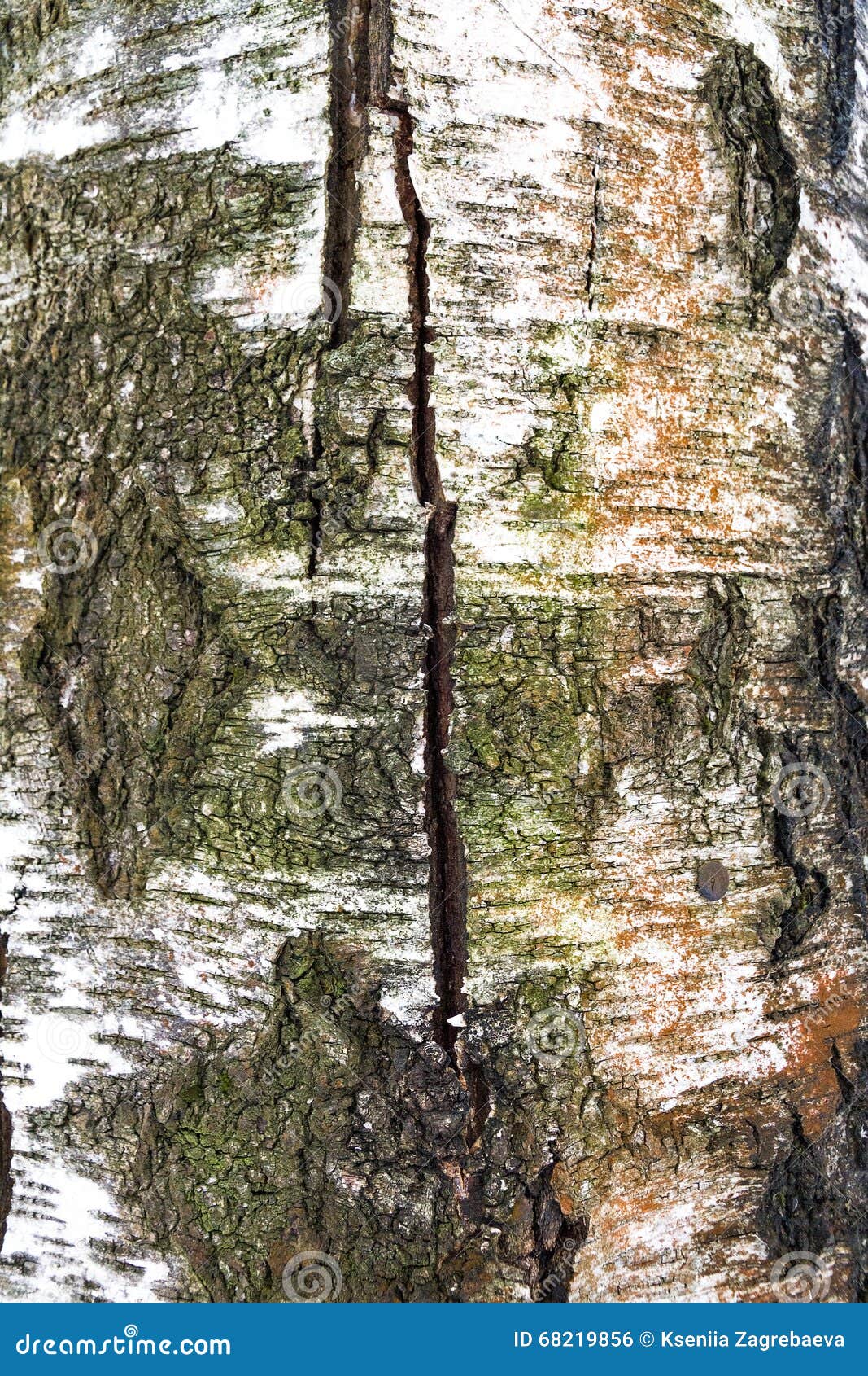 Birch tree texture pattern stock photo. Image of organic - 68219856