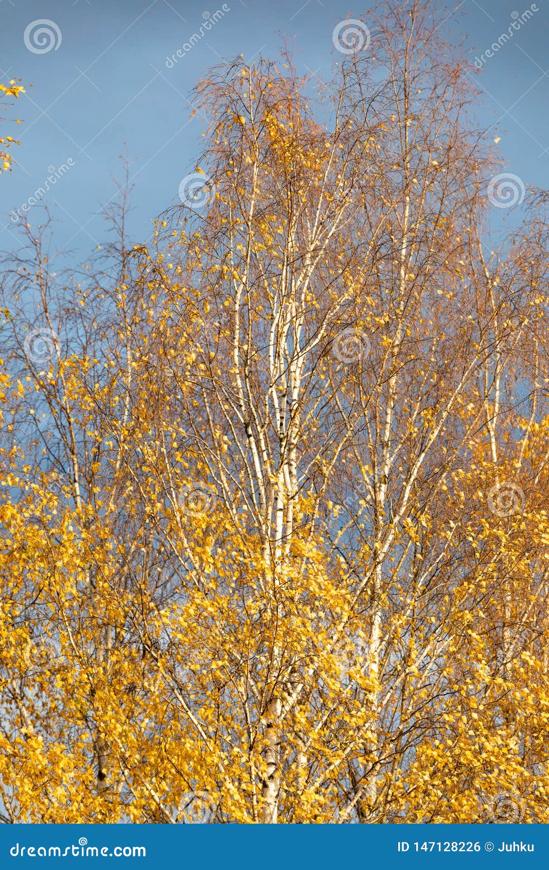 Birch Tree Top Against Cloudy Sky Stock Photo - Image of cloudy, vivid ...