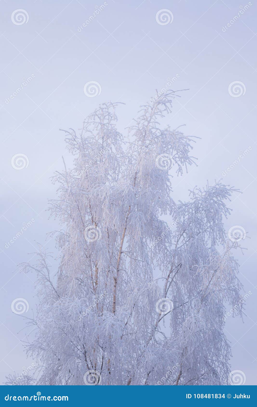 Birch Tree Top Covered in Snow Stock Photo - Image of hoar, forest ...