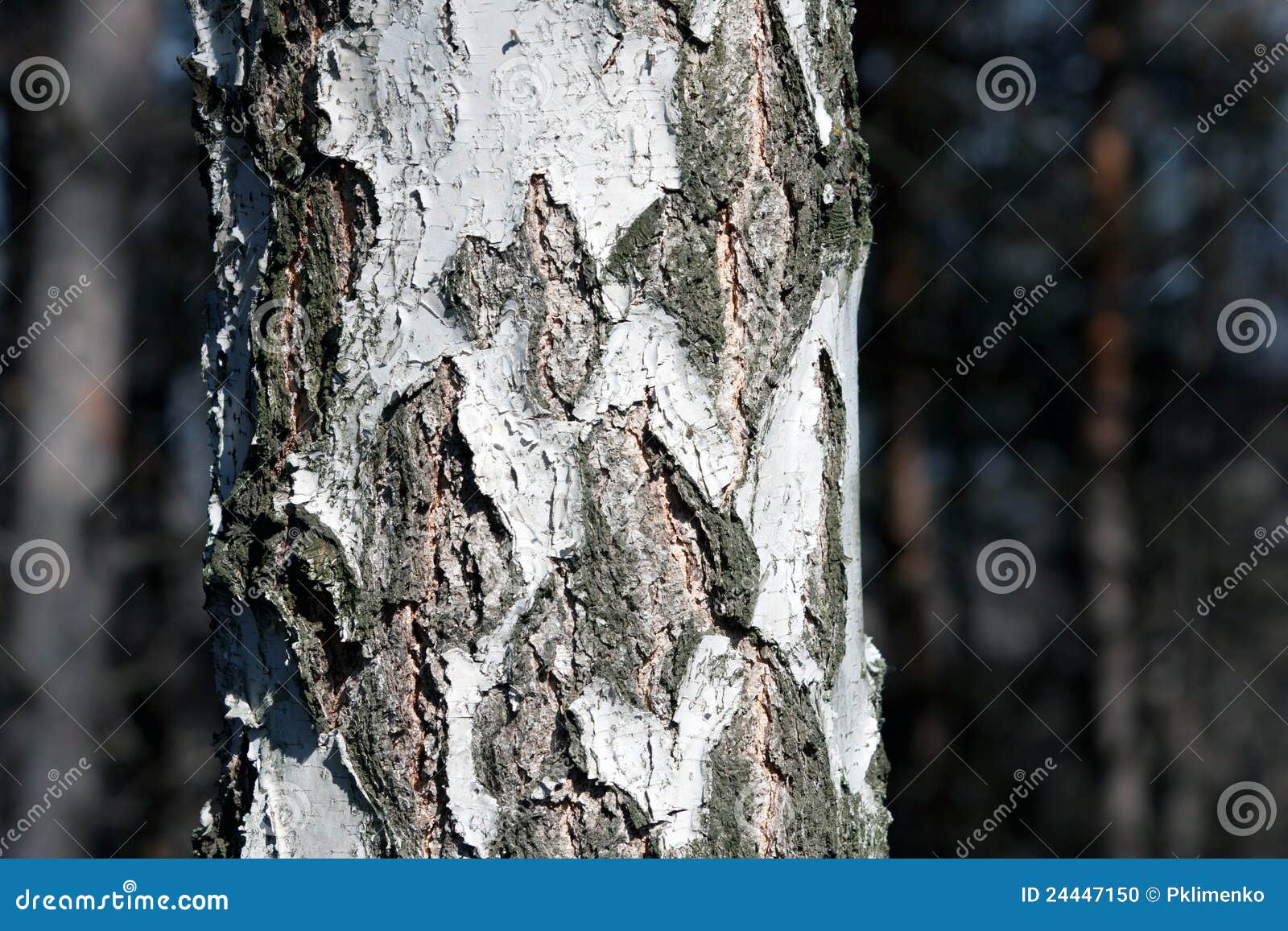 Birch tree trunk stock photo. Image of birch, seamless - 24447150