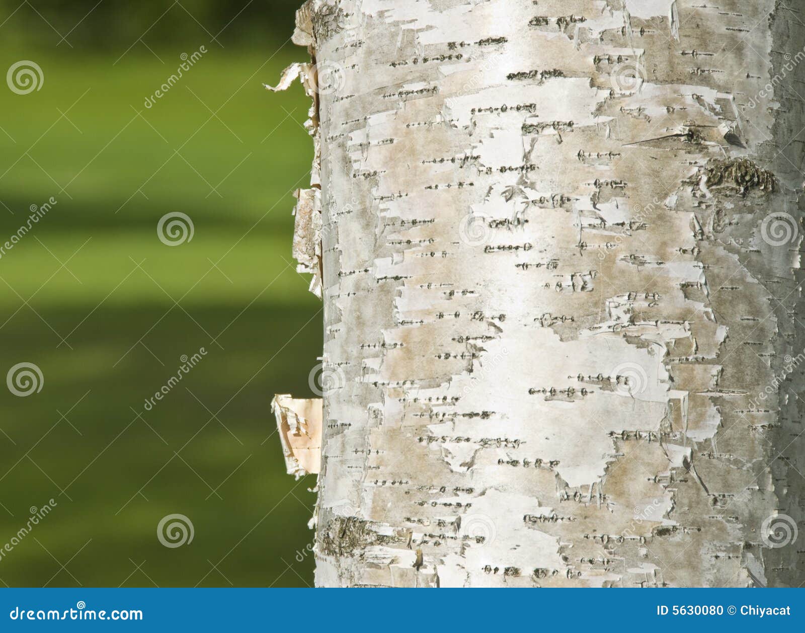 Birch Tree Trunk stock photo. Image of close, birch, trunk - 5630080