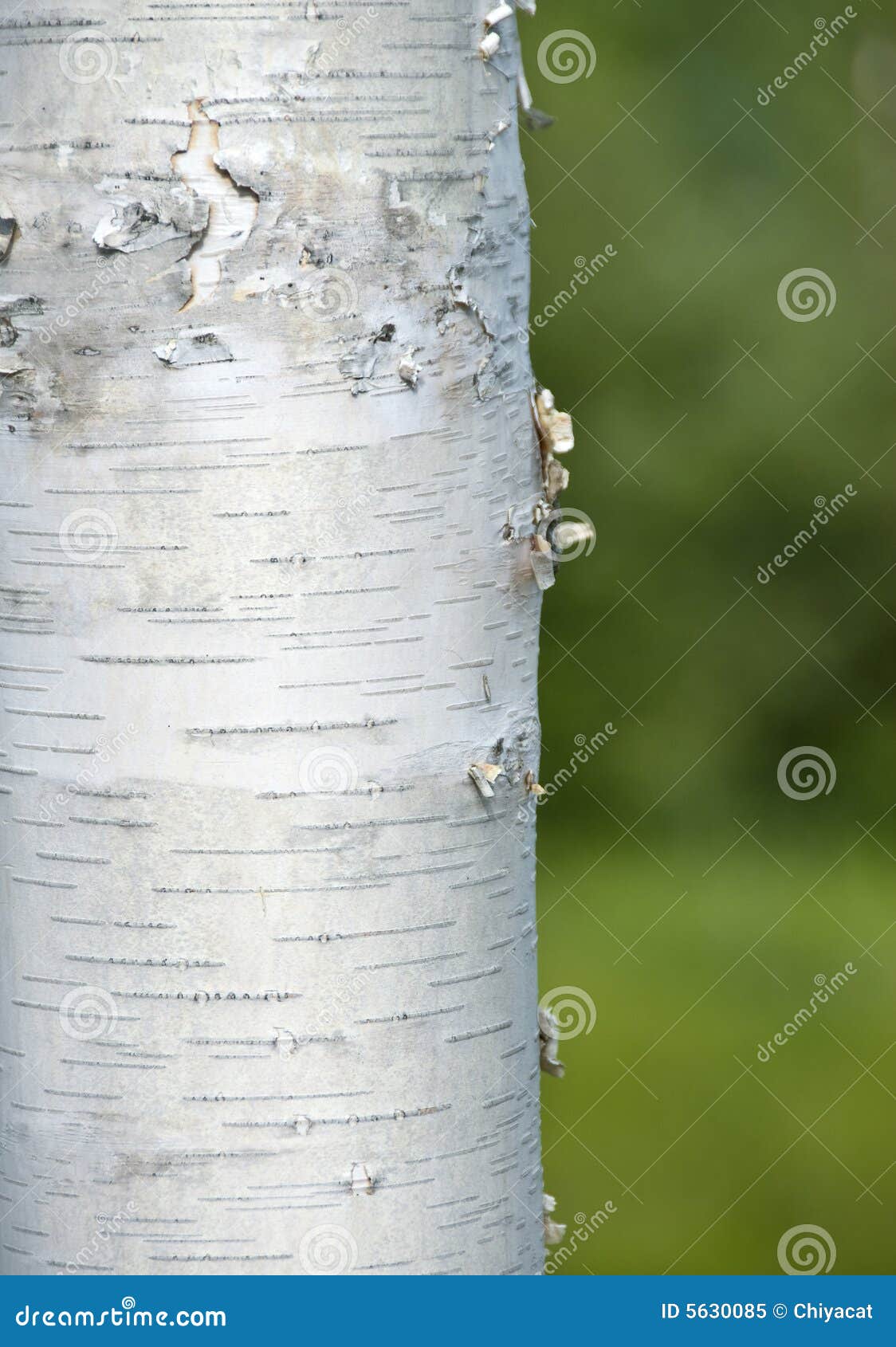 Birch Tree Trunk stock image. Image of nature, deciduous - 5630085