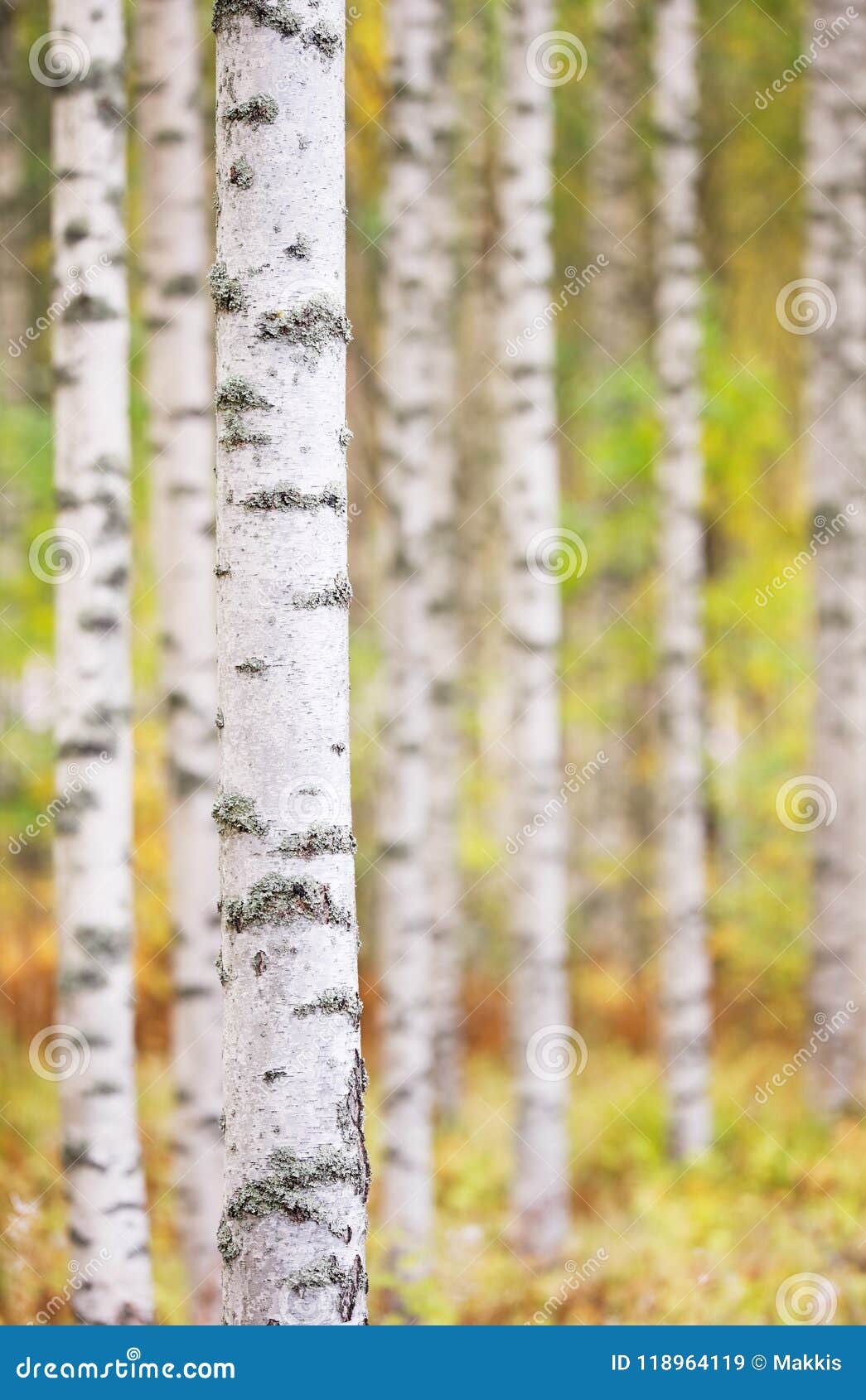 Birch tree trunk stock image. Image of background, branch - 118964119