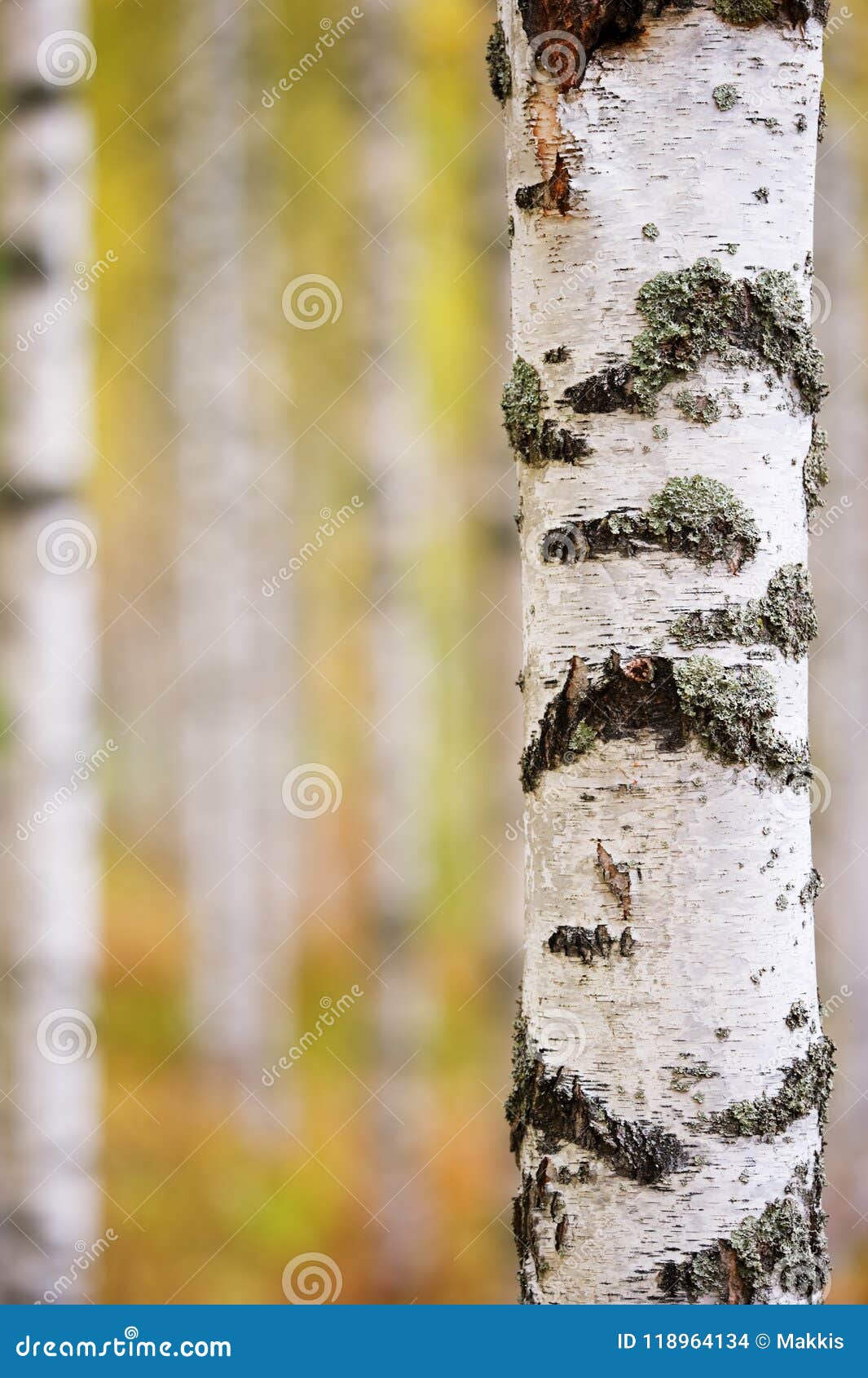 Birch tree trunk stock photo. Image of copy, background - 118964134