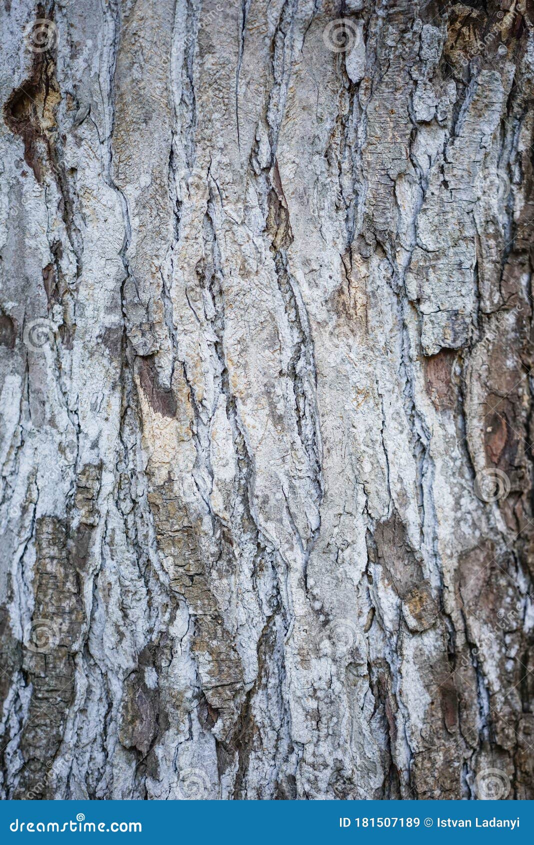 Birch Tree Trunk stock image. Image of crust, grass - 181507189