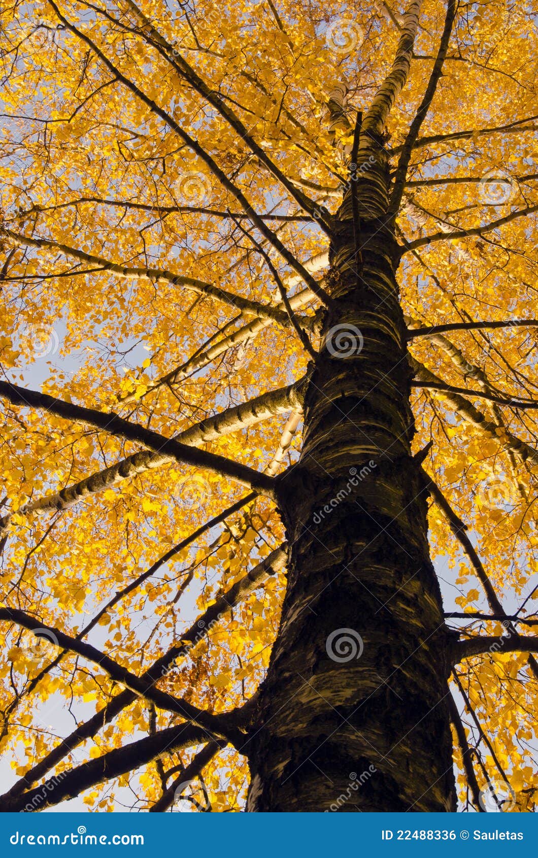 Birch Tree Trunk and Branches with Autumn Leaves. Stock Photo - Image ...
