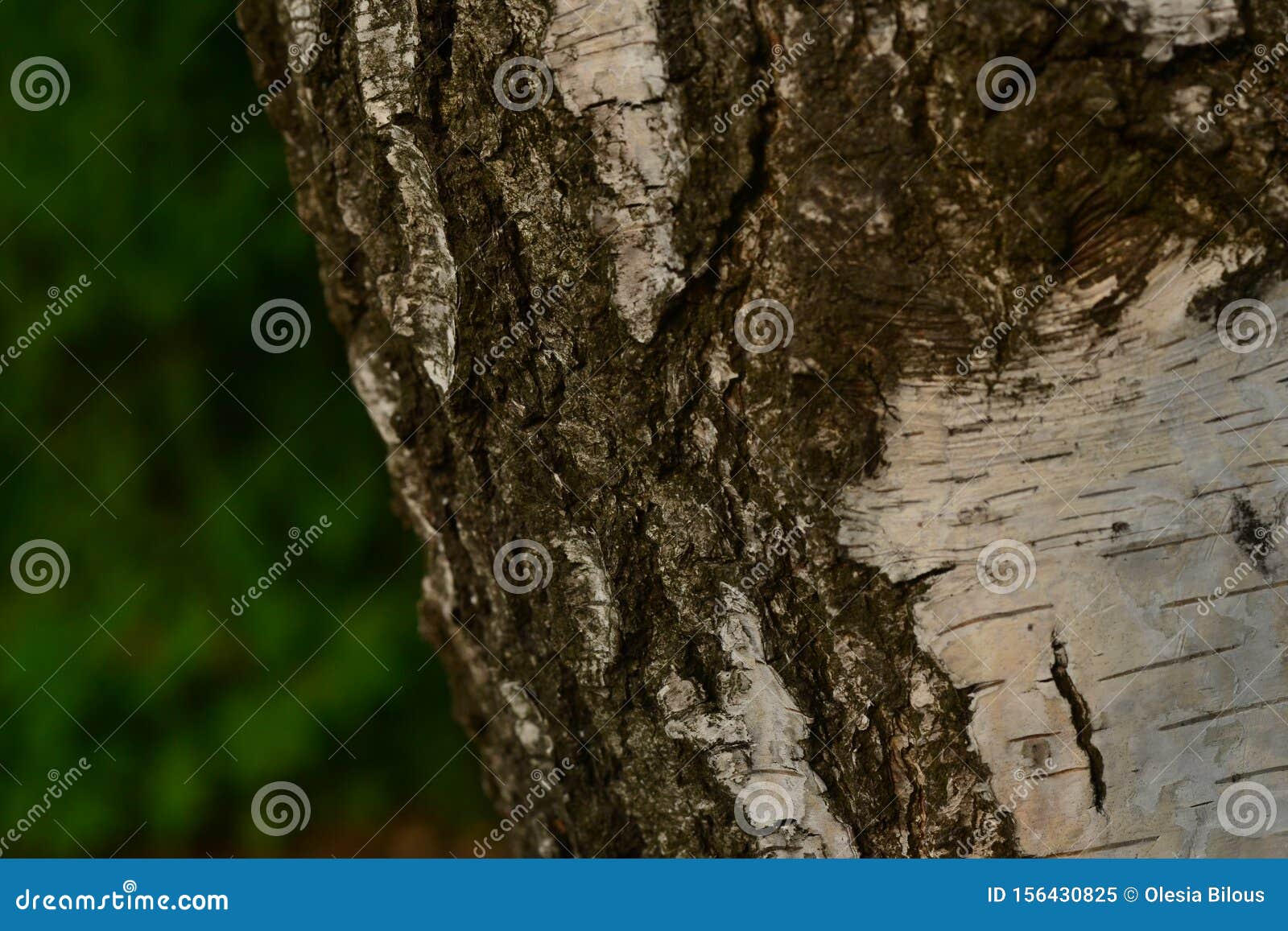 Birch Tree Trunk Closeup with a Beautiful Dark White Pattern Stock ...
