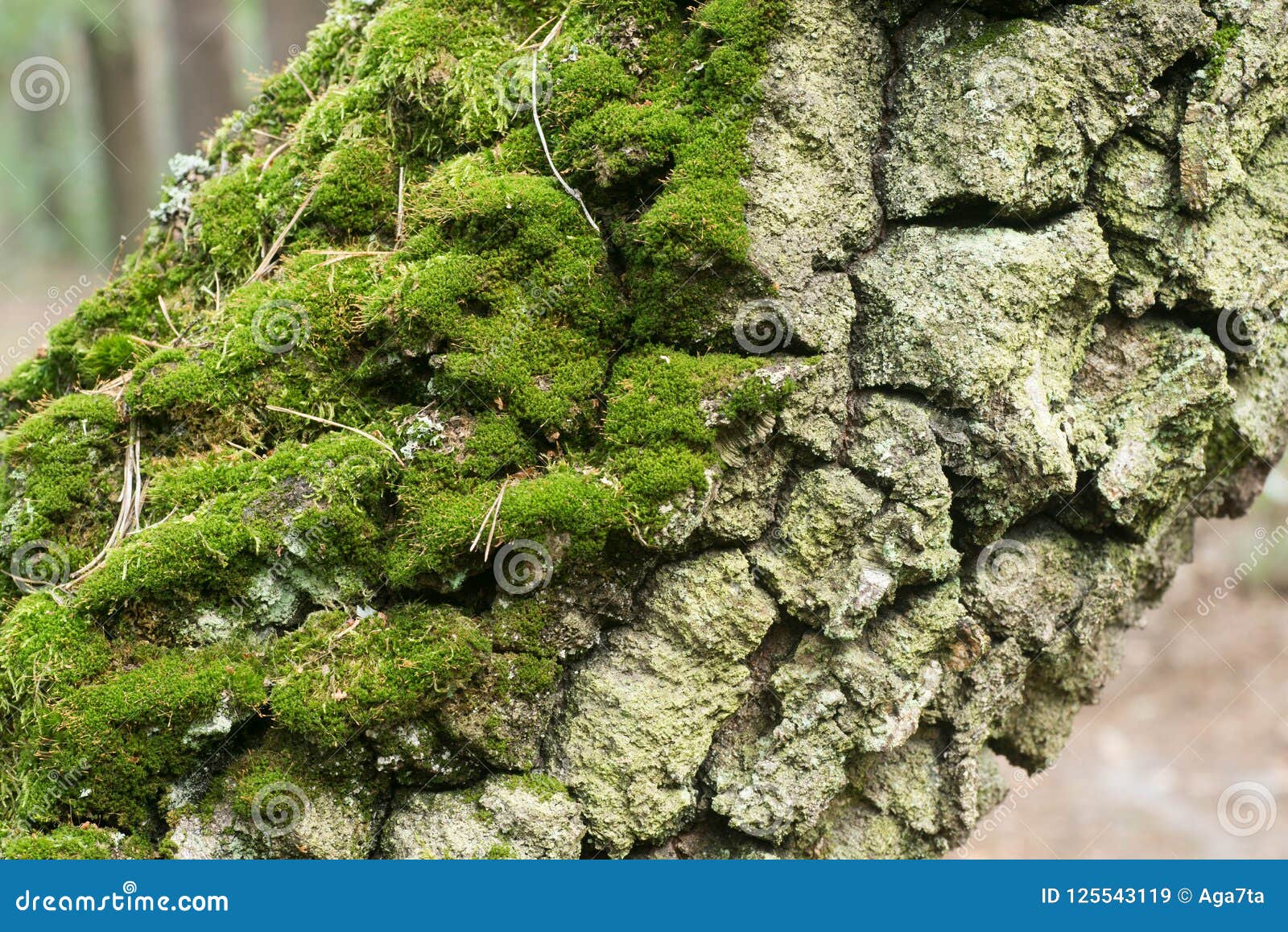 Birch Tree Trunk Covered with Moss Stock Image - Image of deciduous ...