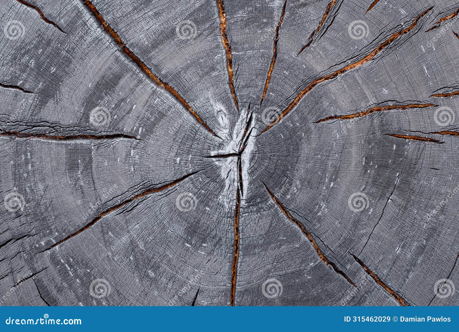 Birch Tree Trunk Cross Section with Cracked and Burned Surface Stock ...