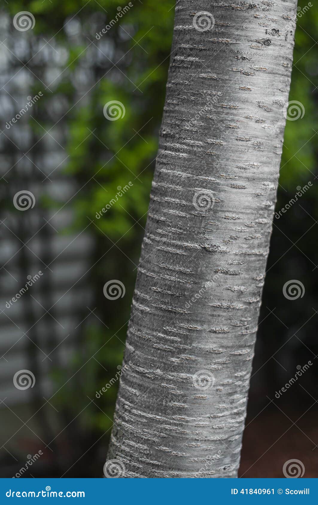 Birch Tree Trunk Detail stock image. Image of rough, detail - 41840961