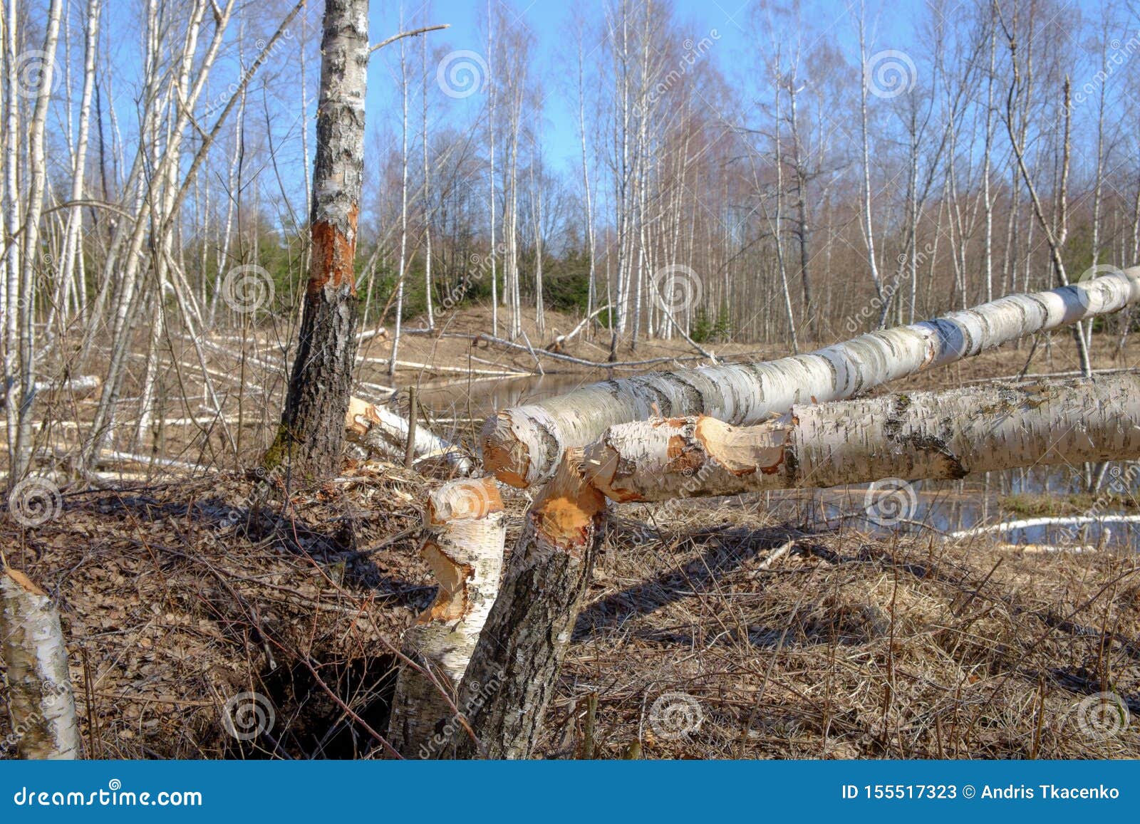 Beaver Bite Marks on the Birch Tree Stock Image - Image of wood ...