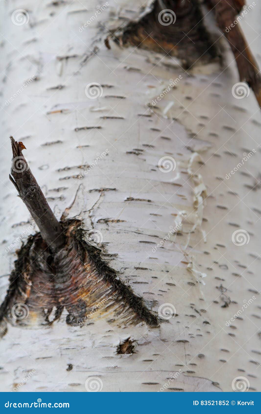Birch tree trunk with knot stock photo. Image of stem - 83521852