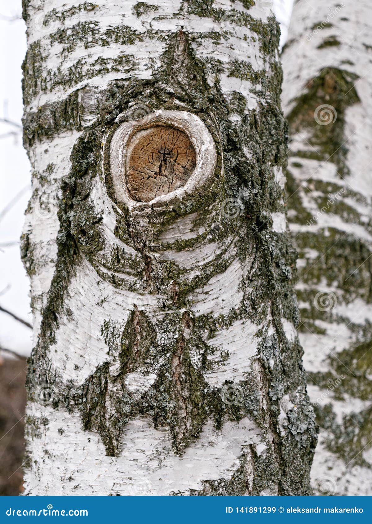 Birch Tree Trunk with a Knot and White Bark Stock Image - Image of left ...