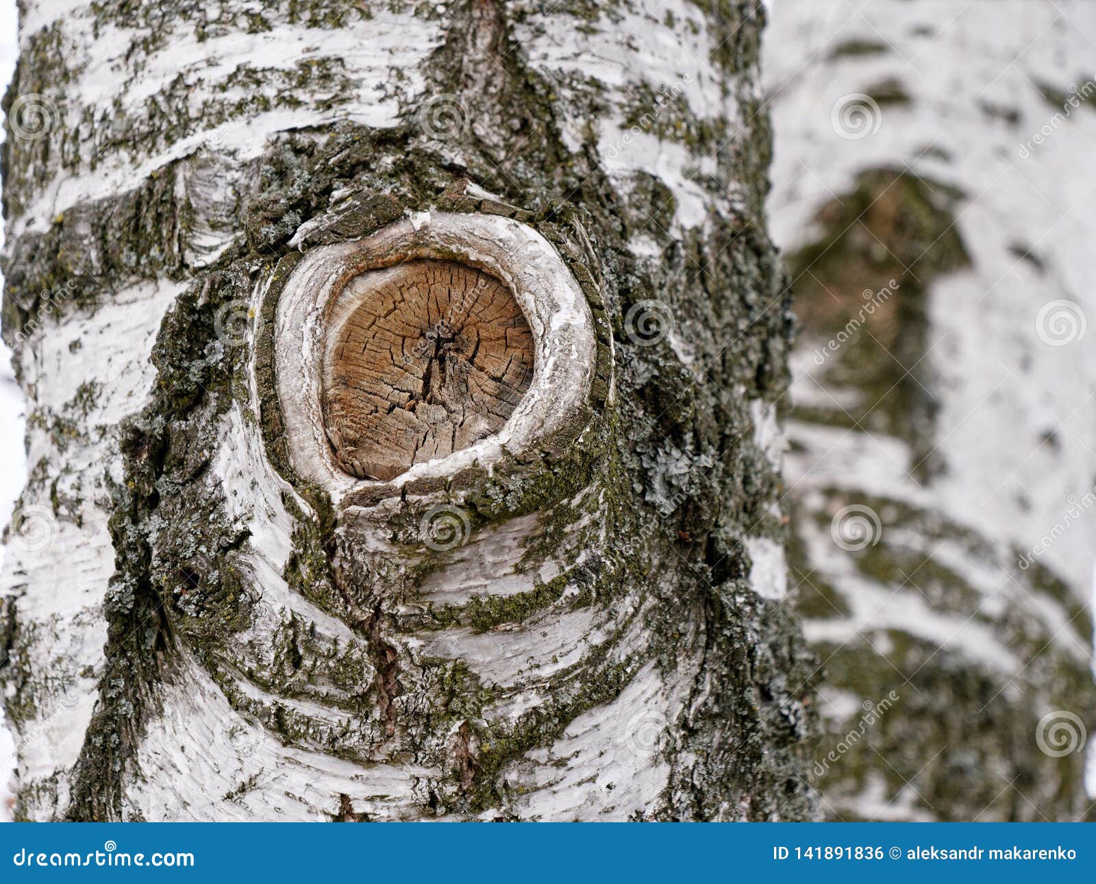 Birch Tree Trunk with a Knot and White Bark Stock Photo - Image of ...