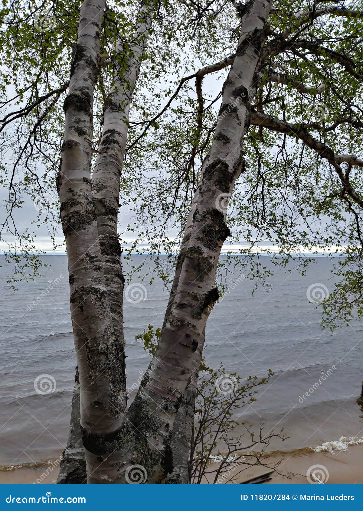 Lake Water Horizon Birch Tree Trunk Branches White Stock Photo - Image ...