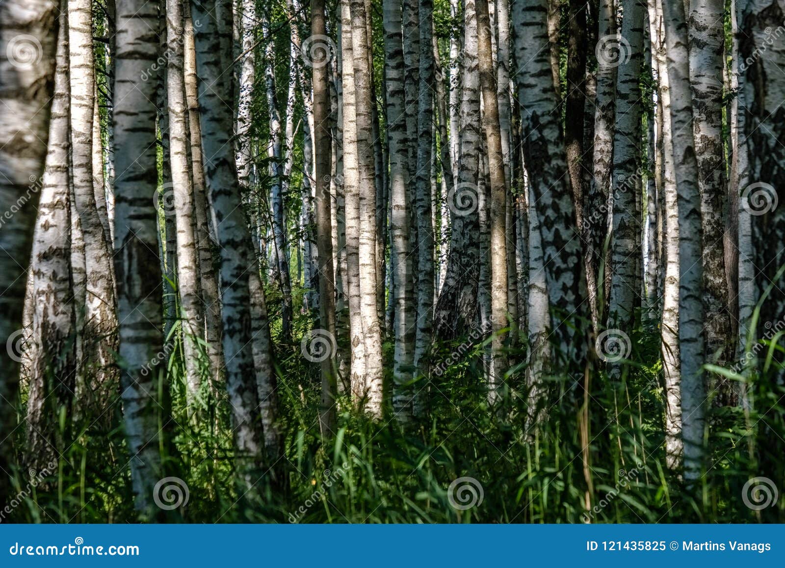 Birch tree trunk texture stock image. Image of shadow - 121435825