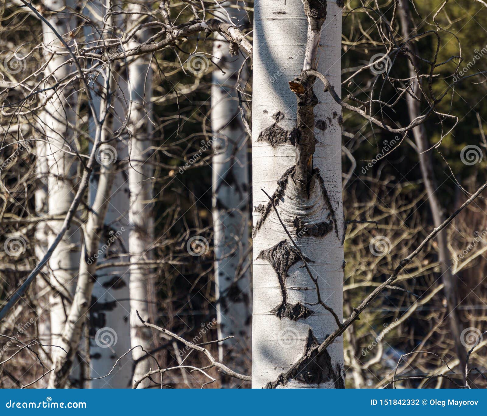 Birch Tree Trunks in Early Spring Closeup Stock Photo - Image of ...
