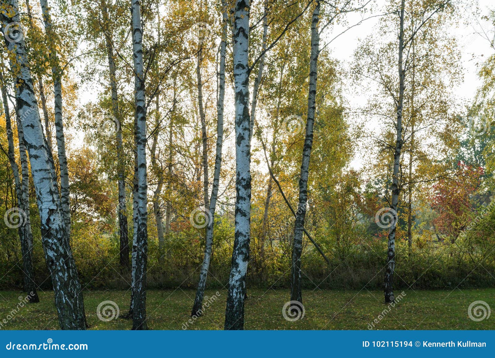 Birch Tree Trunks by Fall Season Stock Photo - Image of sweden ...