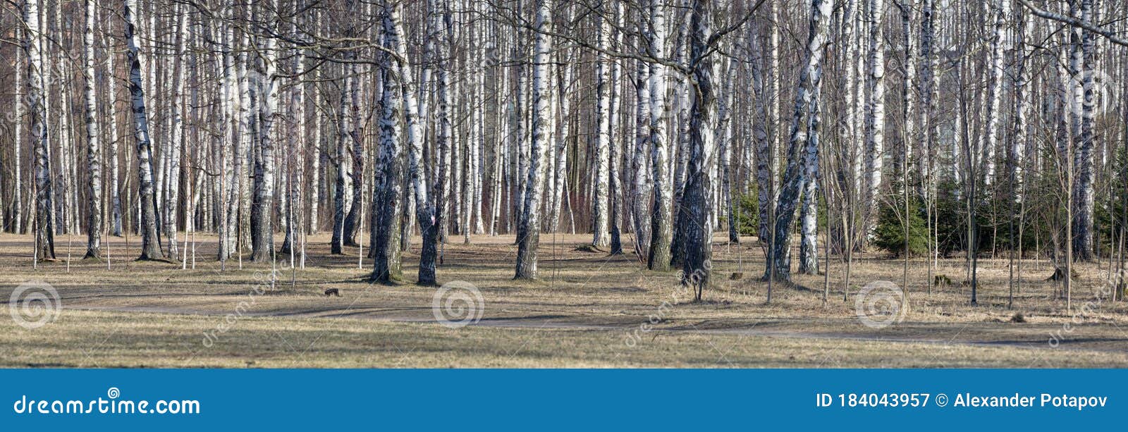Birch Tree Trunks in Forest Panorama Stock Image - Image of black ...
