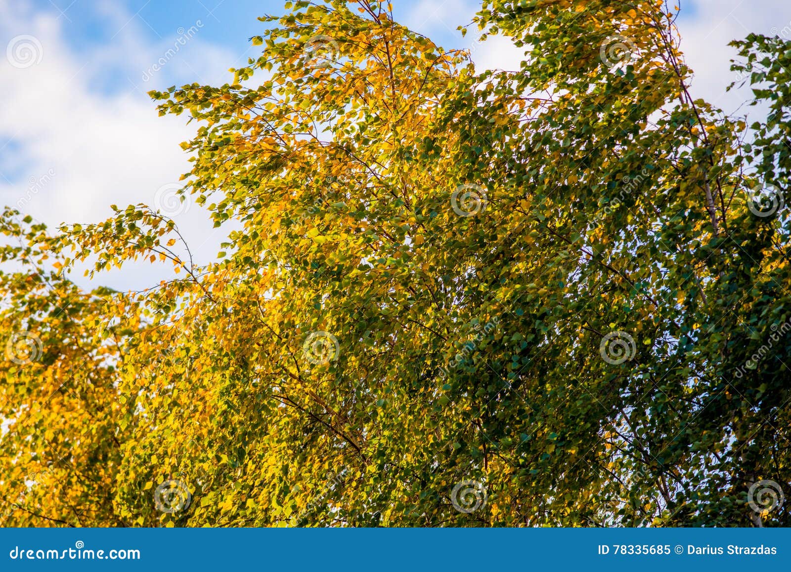 Birch Tree Twigs and Leaves Stock Image - Image of beautiful, wind ...