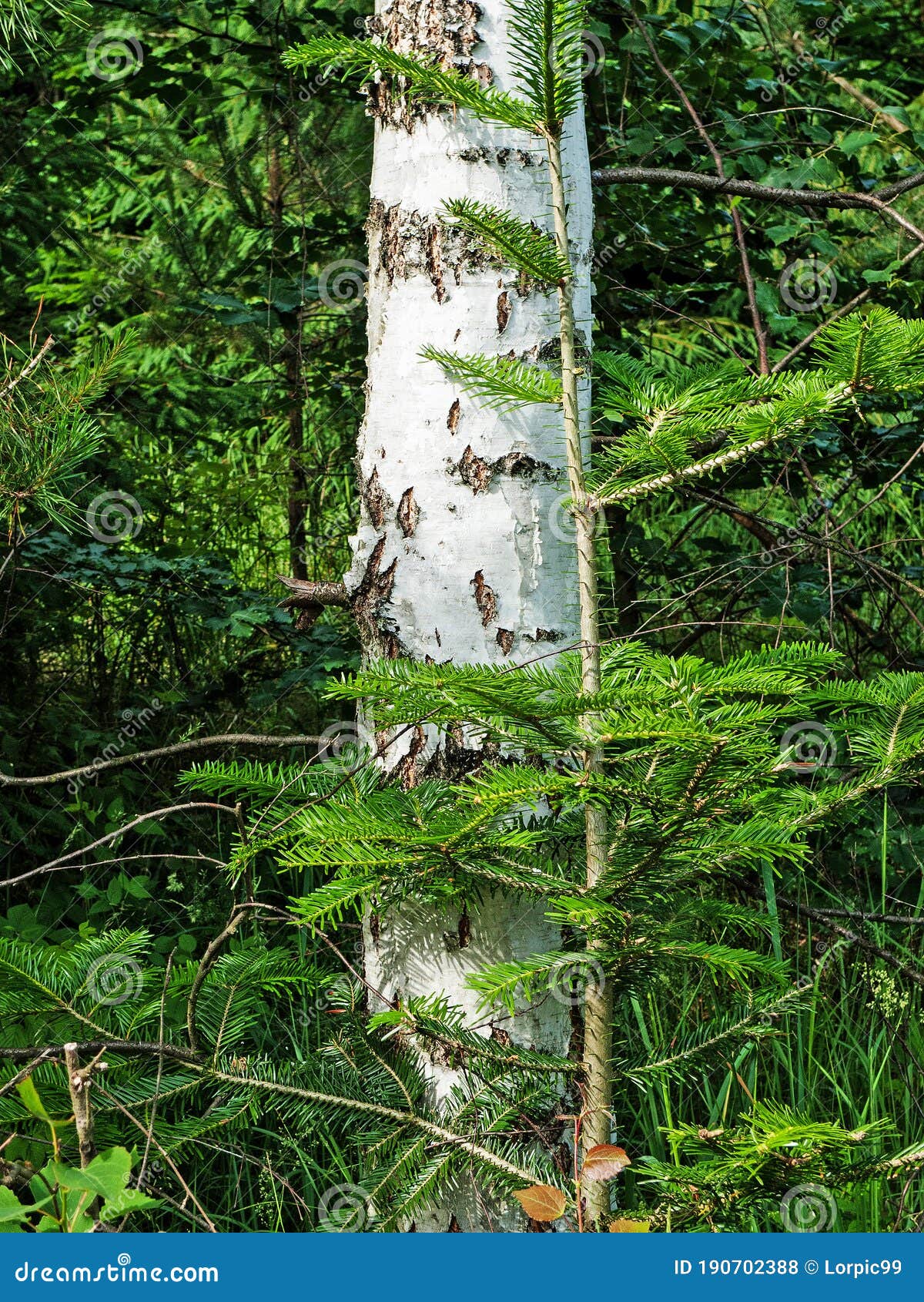 View of a Birch Tree stock photo. Image of flora, birch - 190702388