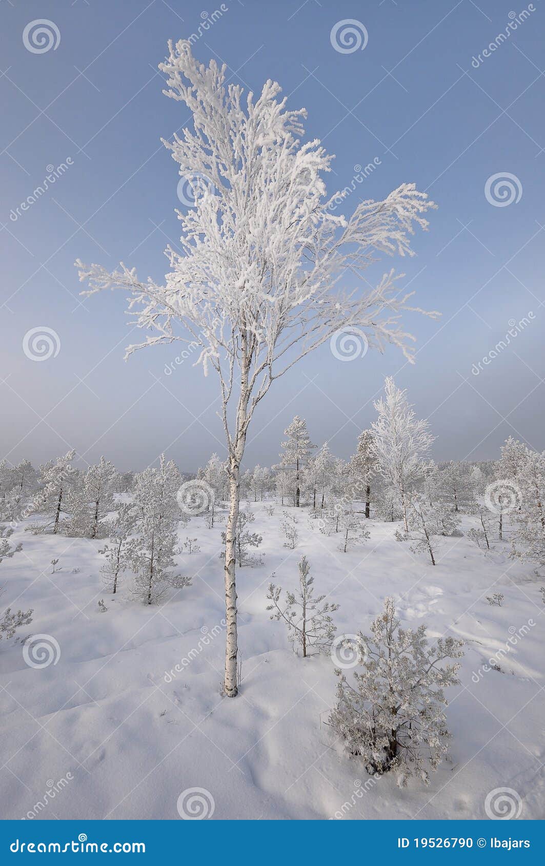 Birch-tree in winter stock photo. Image of snowing, season - 19526790